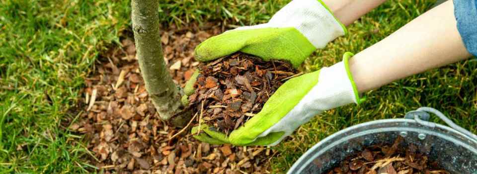 Bark Mulch Installation Surrey | Superior Service