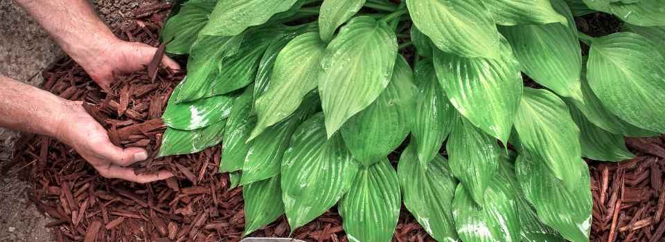 Bark Mulch Installation Service - Splendid Landscaping